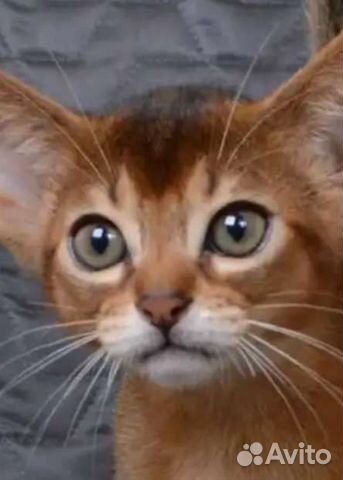 Абиссинский котенок
