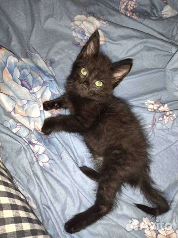 Черный котенок