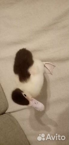 Мускусный утёнок