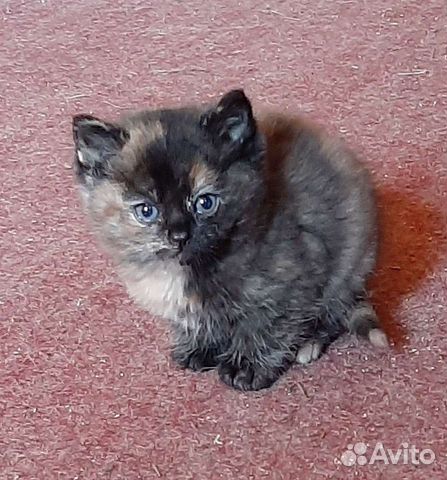 Селкирк-рекс