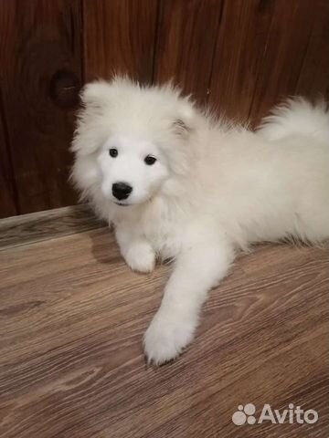 Самоедская лайка