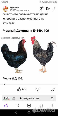 Петух. Порода доминант красный и чёрный