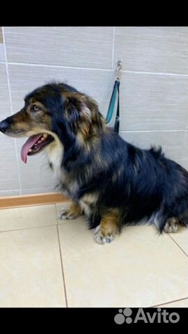 Маленький пёсик на коротких лапках