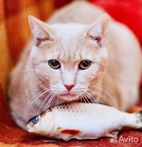 Нежный Персик ищет дом