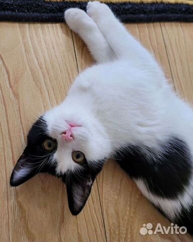 Котенок тимоша 5 месяцев