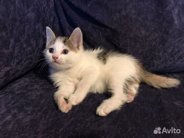 Милые котята