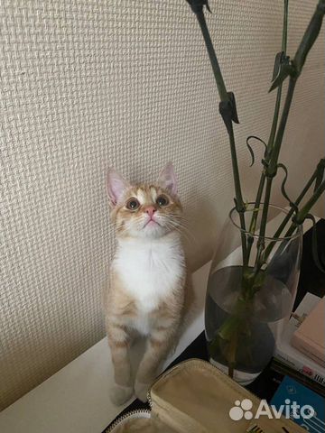Котенок рыжая красавица