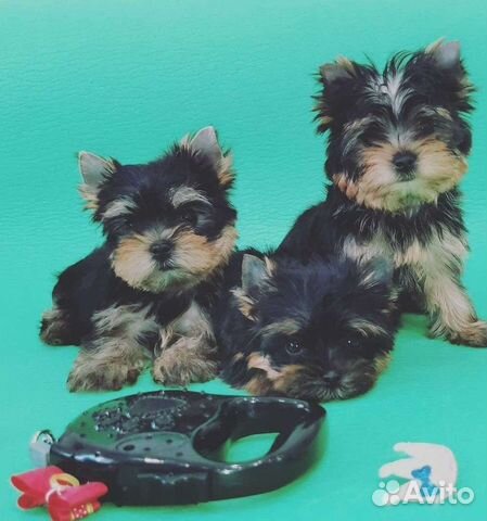 Щенки йоркширского терьера