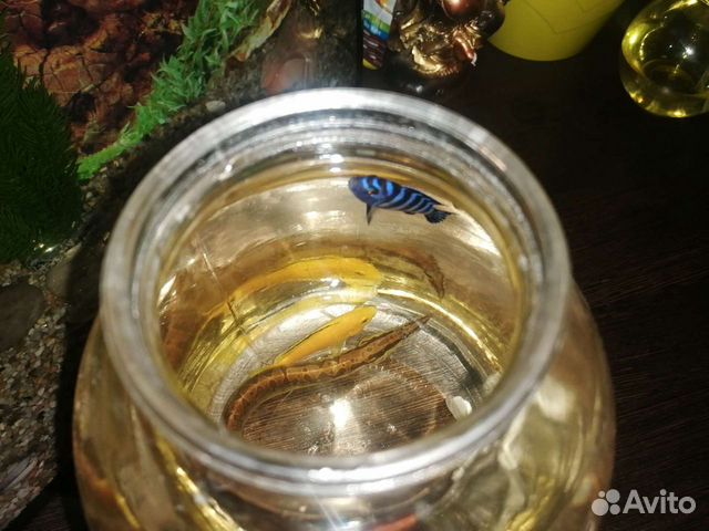 Отдам рыбок бесплатно
