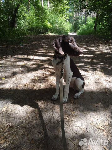 Отдам курцхаар