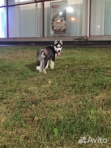 Сибирский хаски