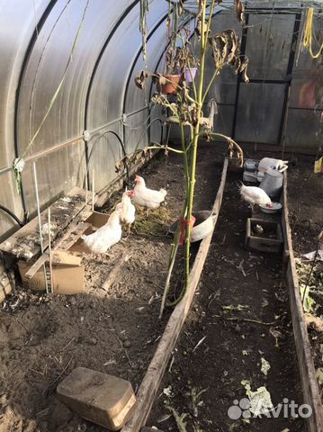 Курицы несушки