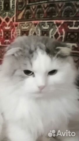 Вислоухий котик