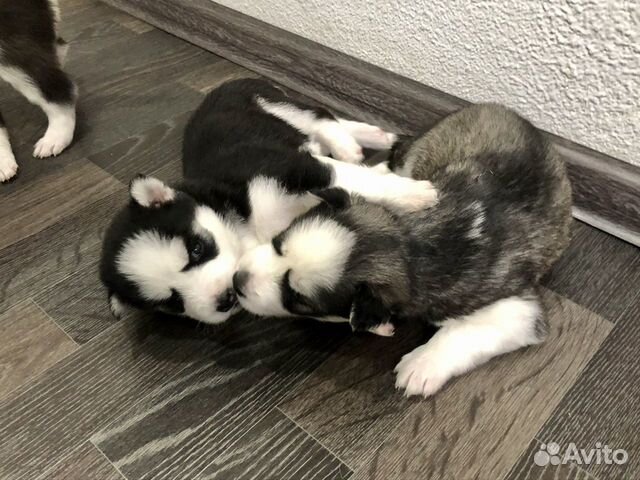 Щенки сибирской хаски