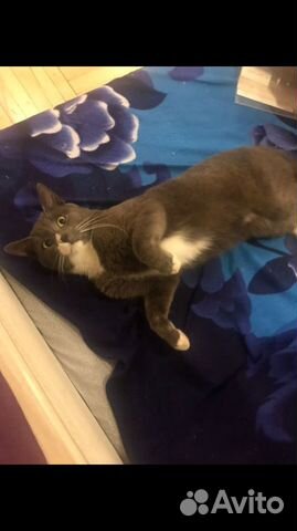 Кот Бублик в добрые руки