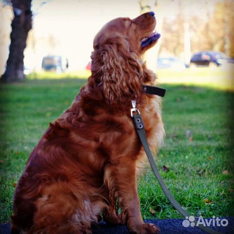 Вязка английский кокер спаниель