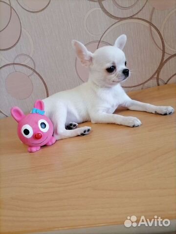 Настоящий блондин