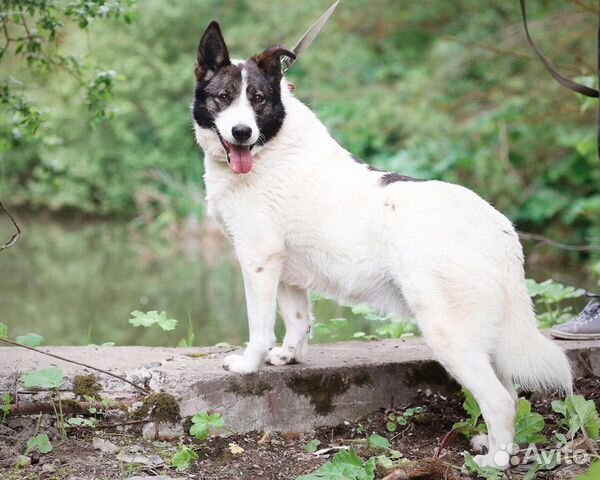 Шикарная красавица Альфа, собака в дар