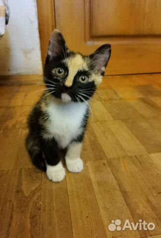 Кошки в добрые руки бесплатно