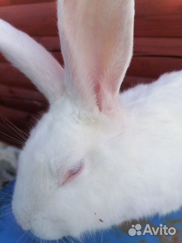 Самка кролика Белый паннон