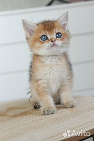 Котенок золотая шиншилла
