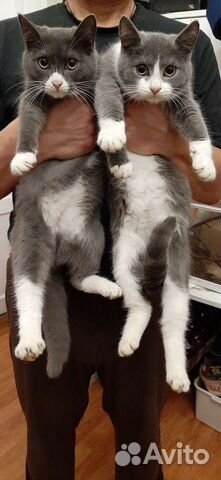 Два чудных котика ищут новый дом