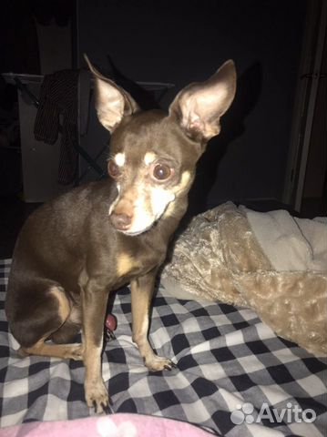 Собака порода той-терьер