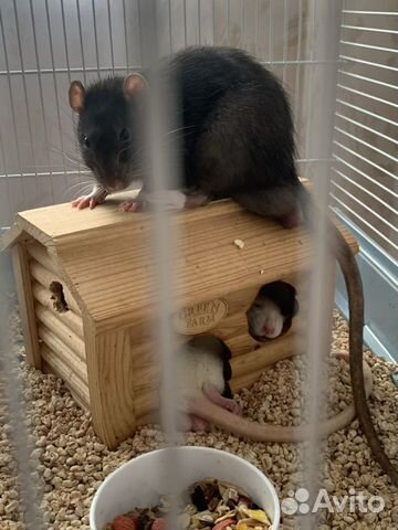 Домашние животные крысы