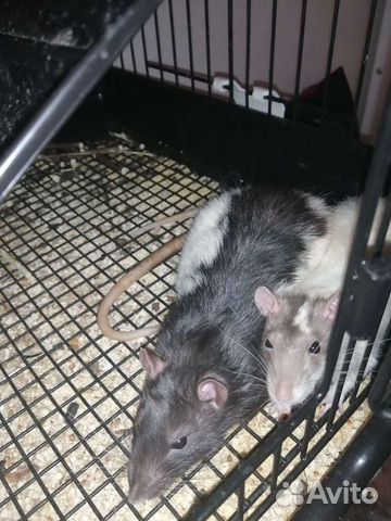 Декоративная крыса