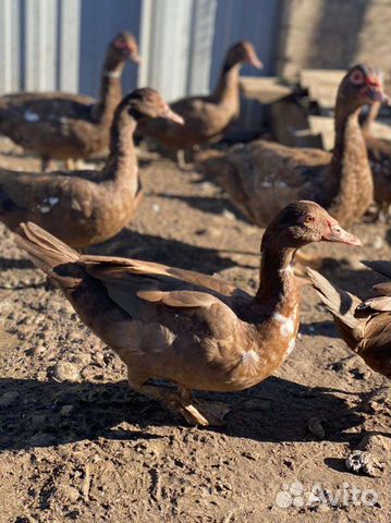 Индоутки коричневые