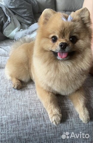 Шпиц мальчик (2 года) ищет невесту