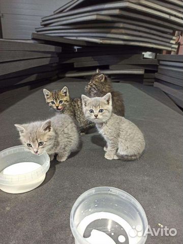 Котята, очень милые малыши