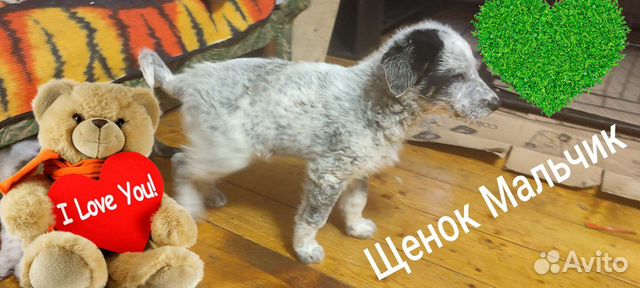 Щенок крупных пород