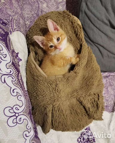Рыжий котенок Мальчик