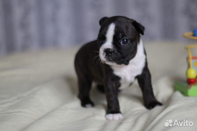 Бостон терьер