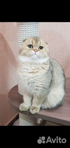 Котик скоттиш фолд золотая шиншилла
