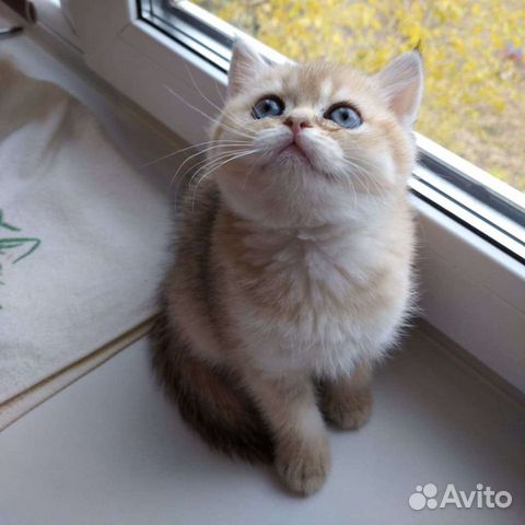 Шотландская кошечка