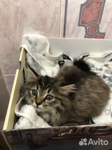 Котенок метис сибирской кошки в добрые руки