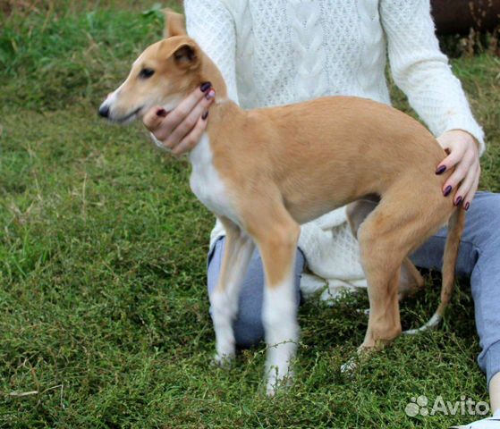 Щенок хортой Барби