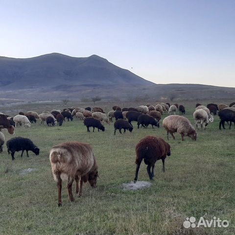 Баранчики
