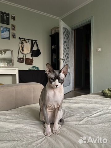 Канадский сфинкс вязка