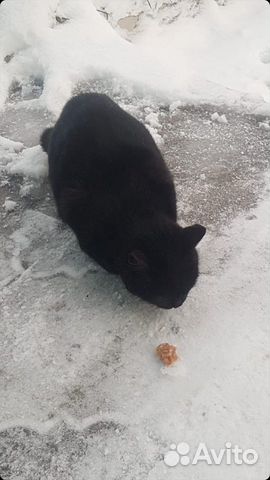 Котики в добрые руки