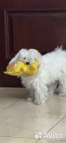 Вязка любая порода