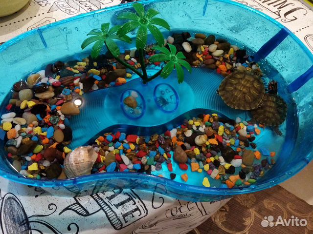 Красноухая черепаха с аквариумом