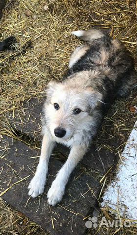 Собака 1 год небольшая