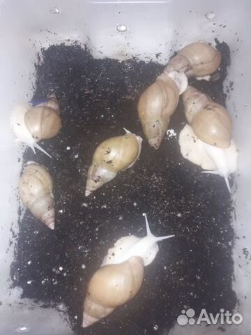 Улитки ахатины бесплатно