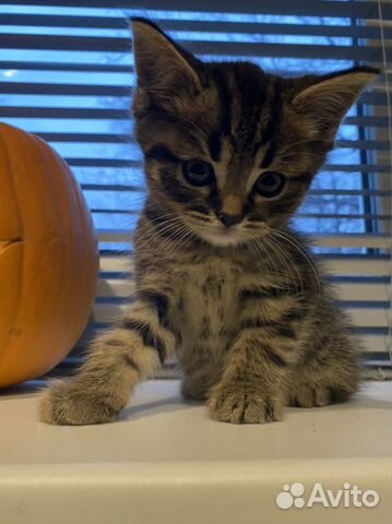 Шотланский котенок