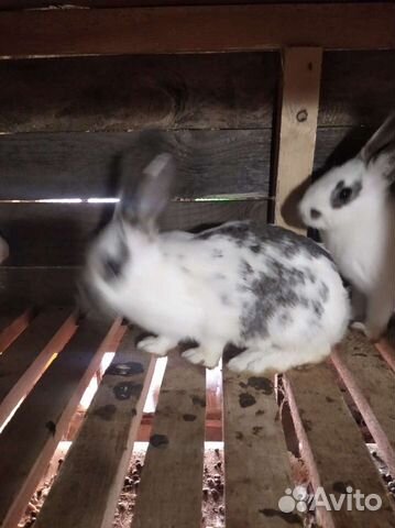 Кролики белый великан