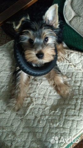 Йоркширский терьер щенки