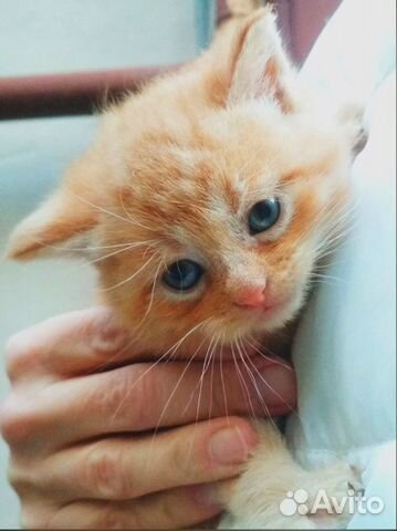Рыжий котенок мальчик